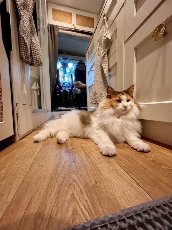 Van Life with a Cat: 10 Tips to Ensure Your Cat's Comfort 🐈