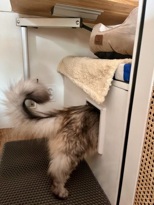 Van Life with a Cat: 10 Tips to Ensure Your Cat's Comfort 🐈