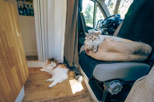 Van Life with a Cat: 10 Tips to Ensure Your Cat's Comfort 🐈