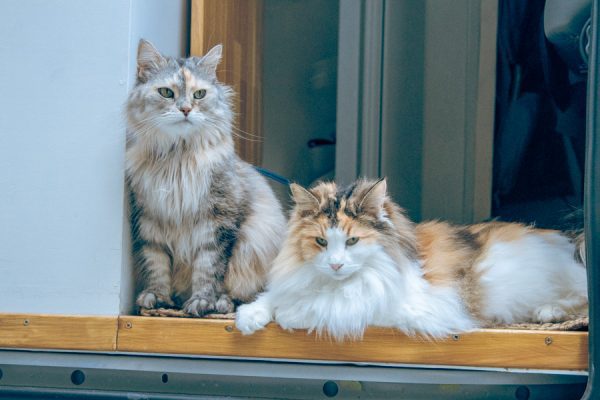 Van Life with a Cat: 10 Tips to Ensure Your Cat's Comfort 🐈