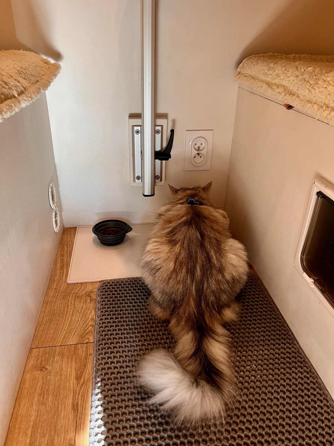 Van Life with a Cat: 10 Tips to Ensure Your Cat's Comfort 🐈