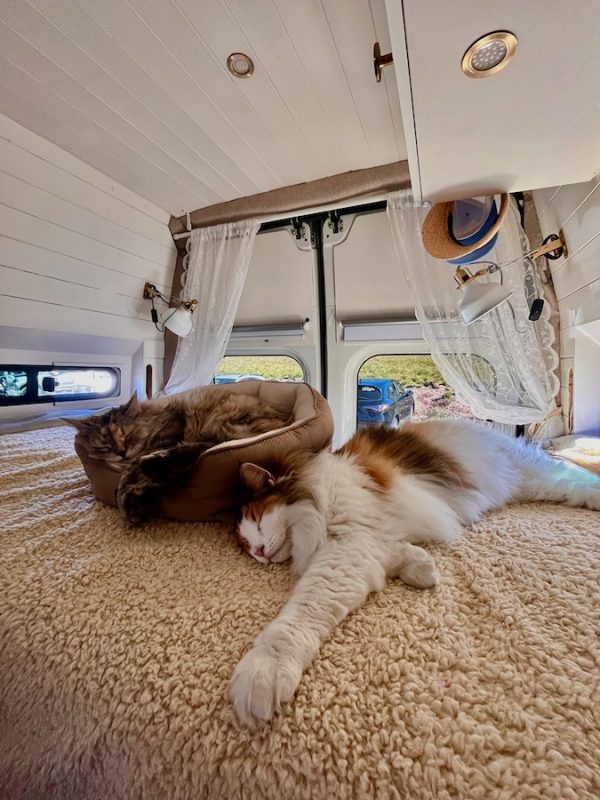 Van Life with a Cat: 10 Tips to Ensure Your Cat's Comfort 🐈