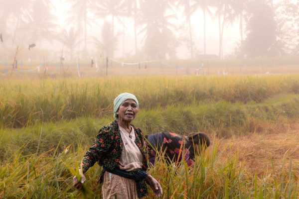 Is Java Island Worth the Visit? Pros & Cons You Need to Know