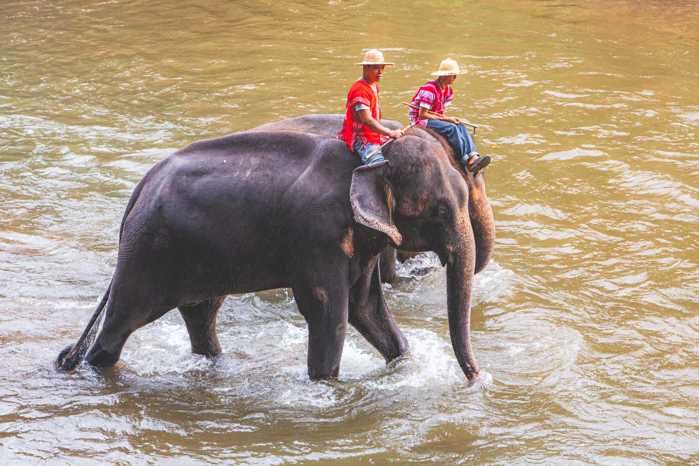 Elephant Riding Thailand: Truth Nobody Told Me [2026]
