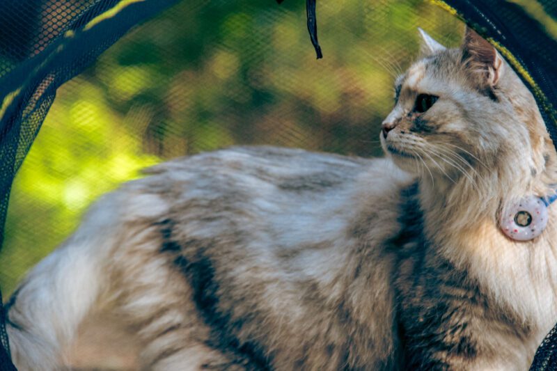 10 Essential Tips for Enjoying Van Life with Your Cat 🚌 🐈