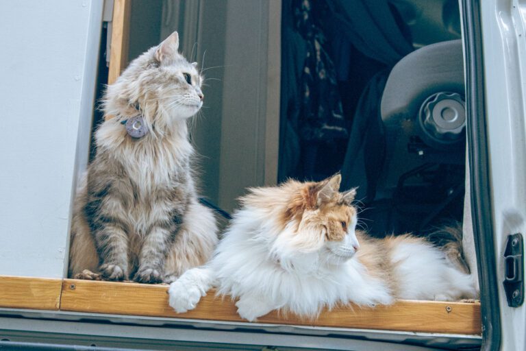 10 Essential Tips for Enjoying Van Life with Your Cat 🚌 🐈